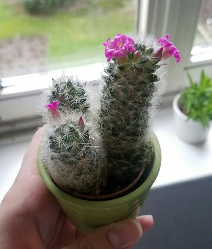 Just a little phallic cactus wearing a flowercrown 🏵 - 9GAG