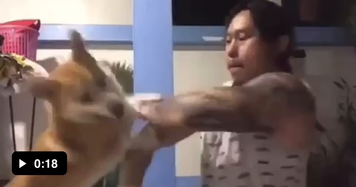 Kung-Fu corgi - 9GAG