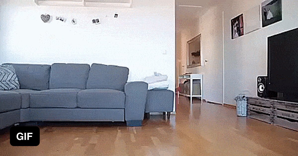 This dog loves yoga - 9GAG