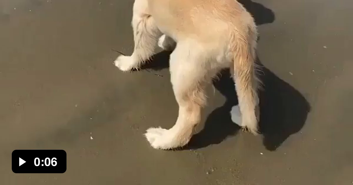 Golden doggo first time at the beach and stuff. - 9GAG