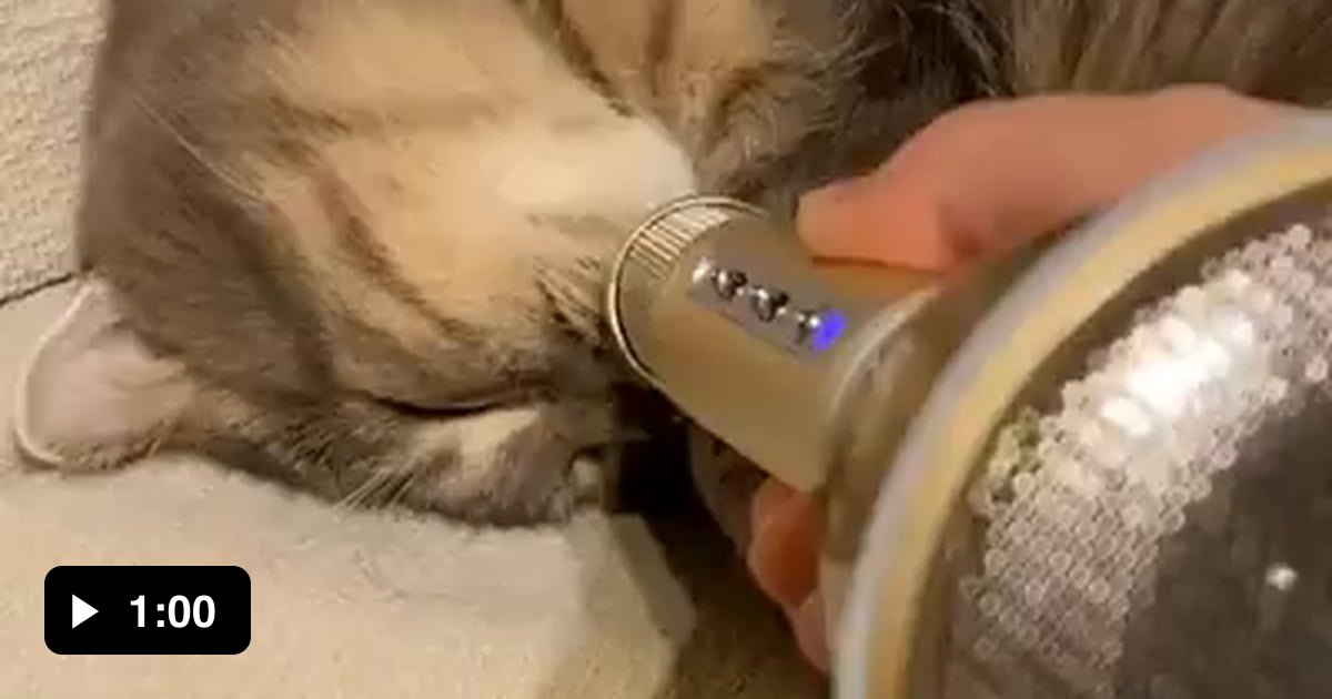 Cat snoring into an echo microphone - 9GAG