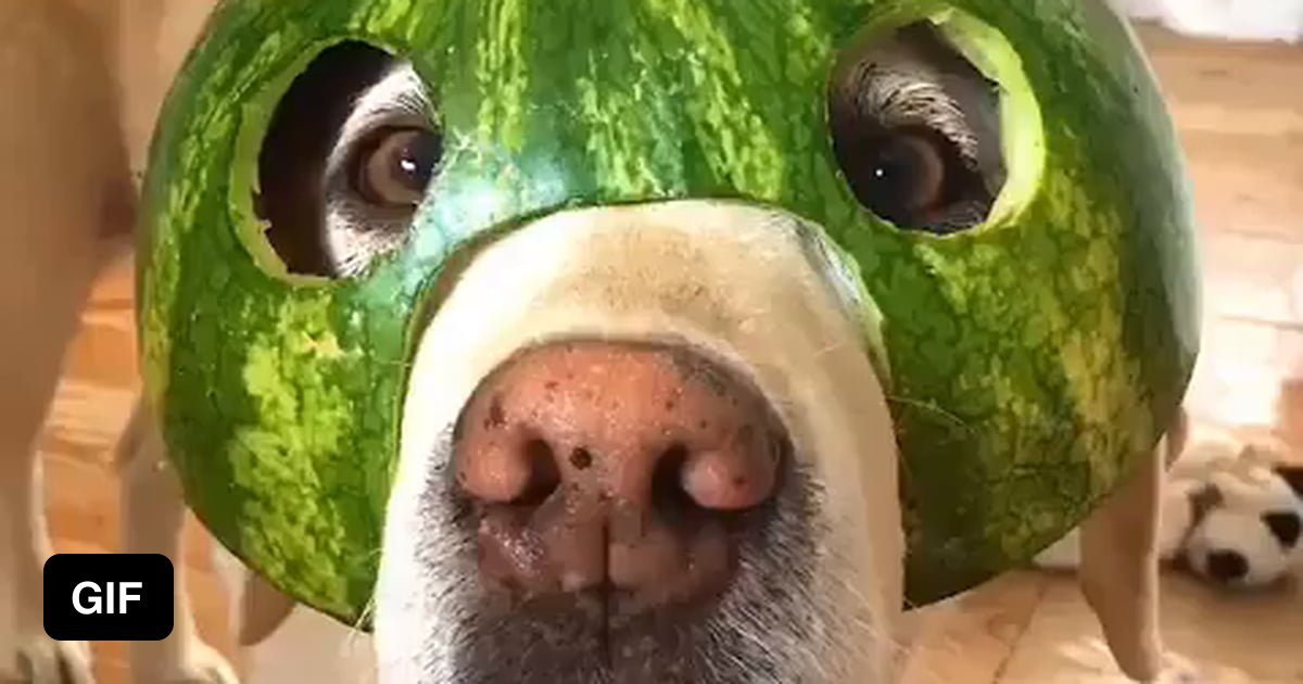 Watermelon spy - 9GAG