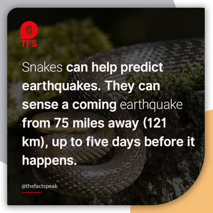 Snakes can help predict earthquakes. - 9GAG