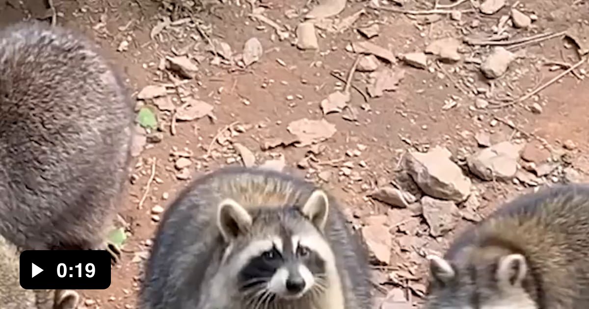 Gib me ! Gib me ! Gib me ! - 9GAG