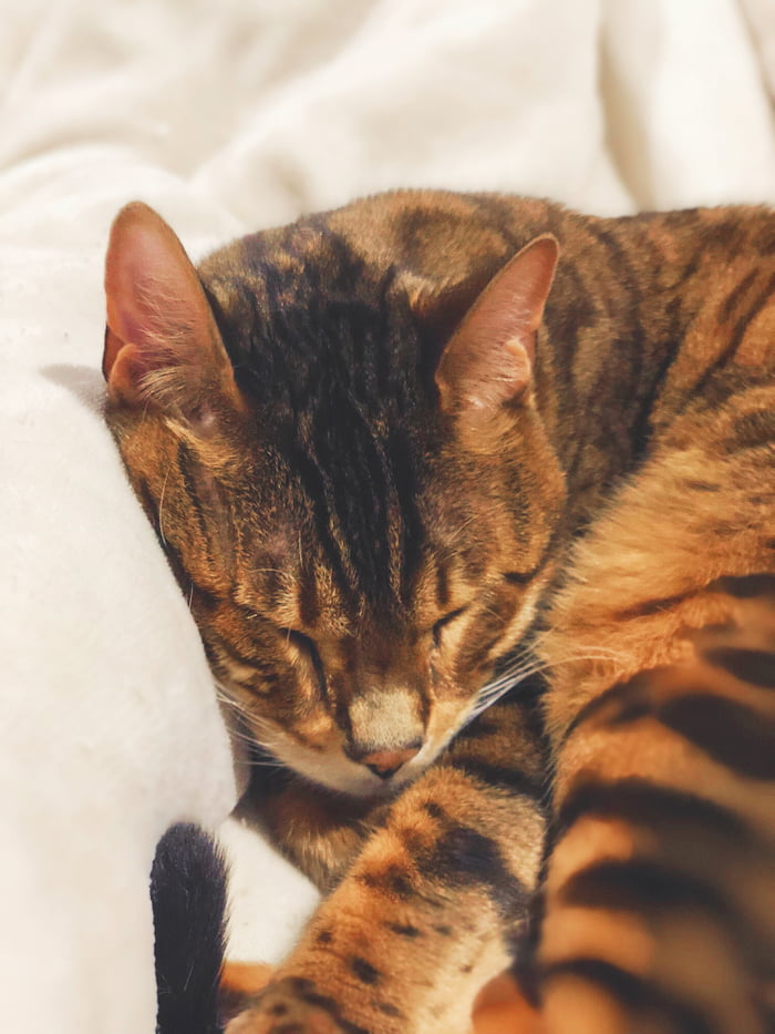 This is my cat. He has been here for me during every moment, bad or ...