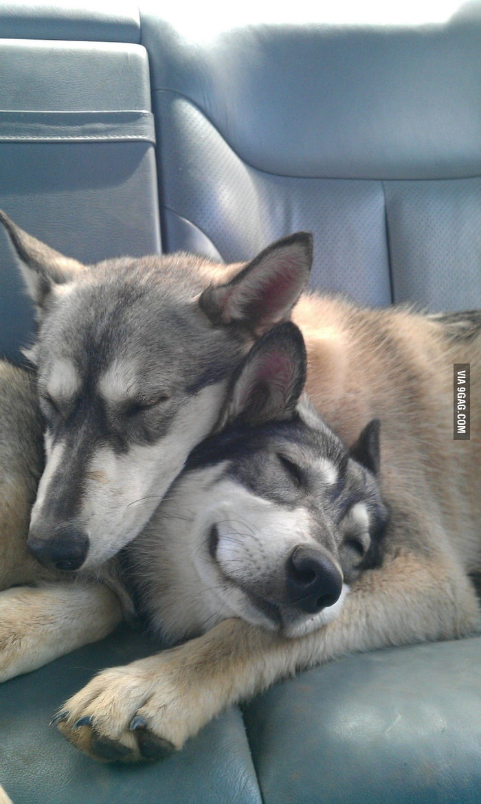 Comfortable huskies. - 9GAG