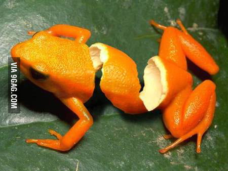 Orange Peel Frog, Amazing Photoshop! - 9GAG