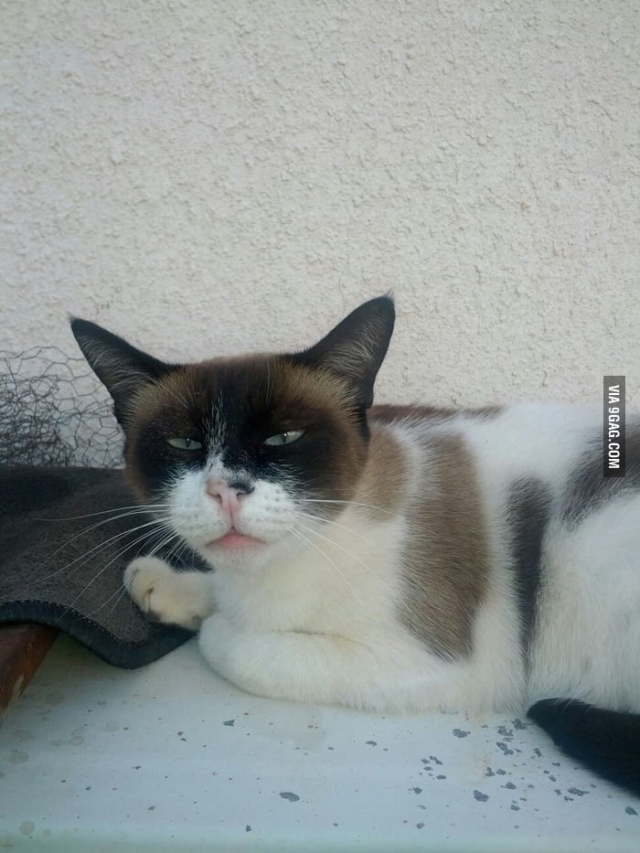 Grumpy cats stoned brother - 9GAG