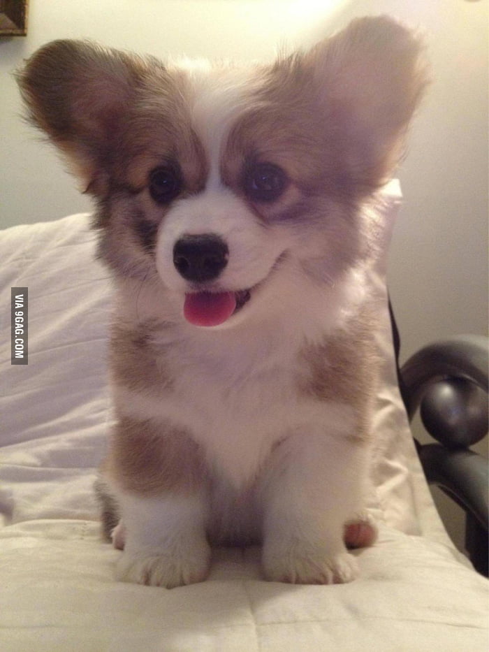 It's so fluffy! - 9GAG