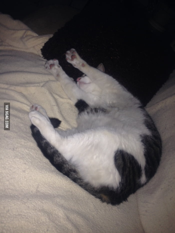 My cat is praising Jesus in his dream. - 9GAG