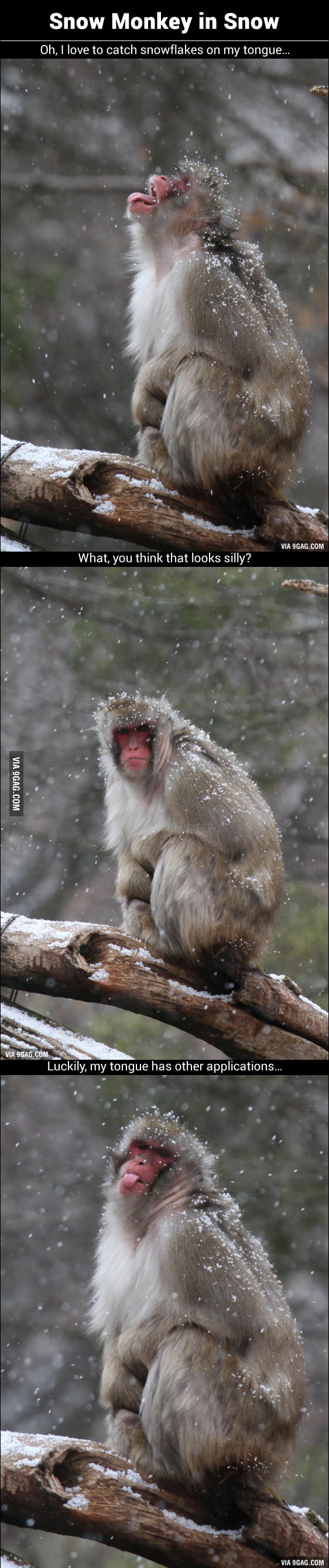 Snow Monkey in Snow - 9GAG