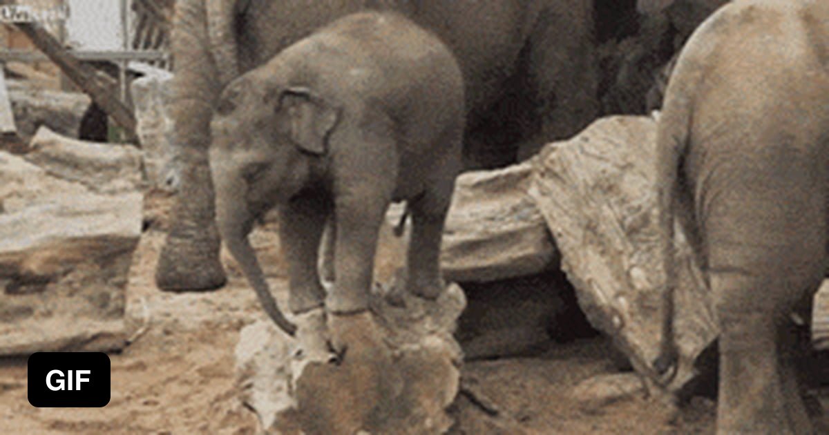 Stuck on a log - 9GAG