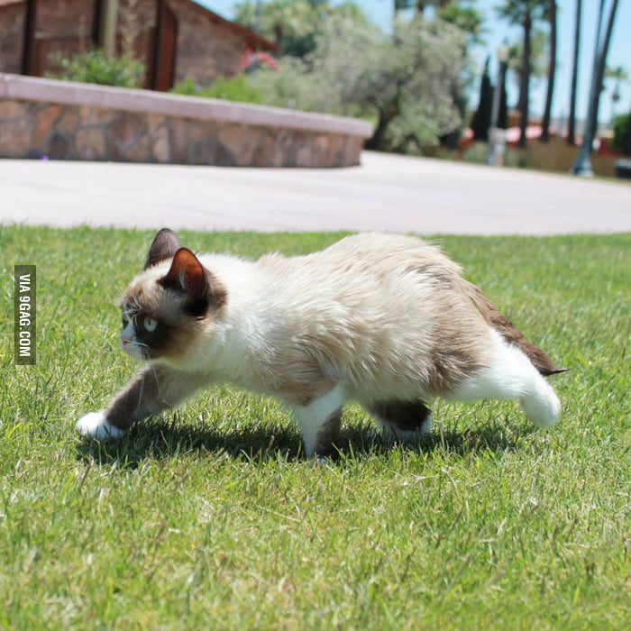 Grumpy cat on an adventure. - 9GAG
