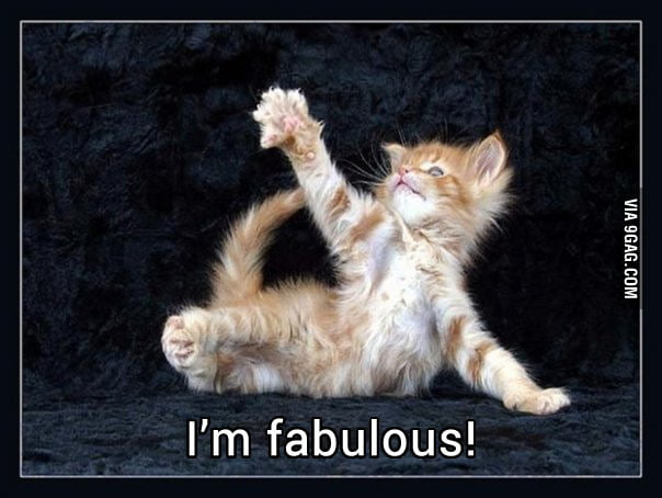 The Dramatic Cat - 9GAG