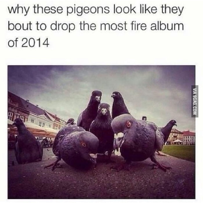 Pigeons With Attitude. Straight outta Flockton. - 9GAG