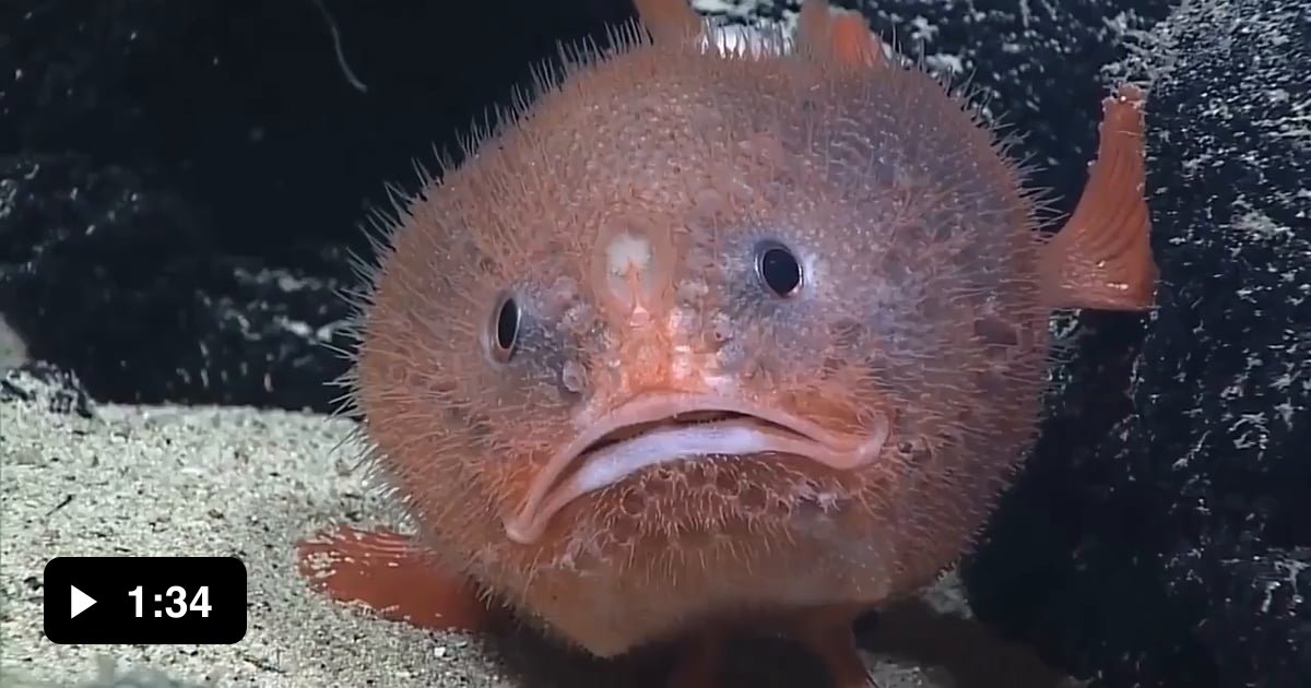 Sea toad near Wake Island, a coral atoll in the western Pacific Ocean ...