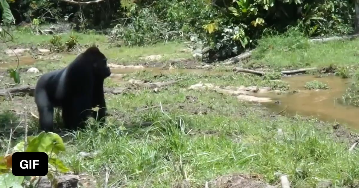 Silverback Gorilla carefully crossing a stream while keeping his hands ...