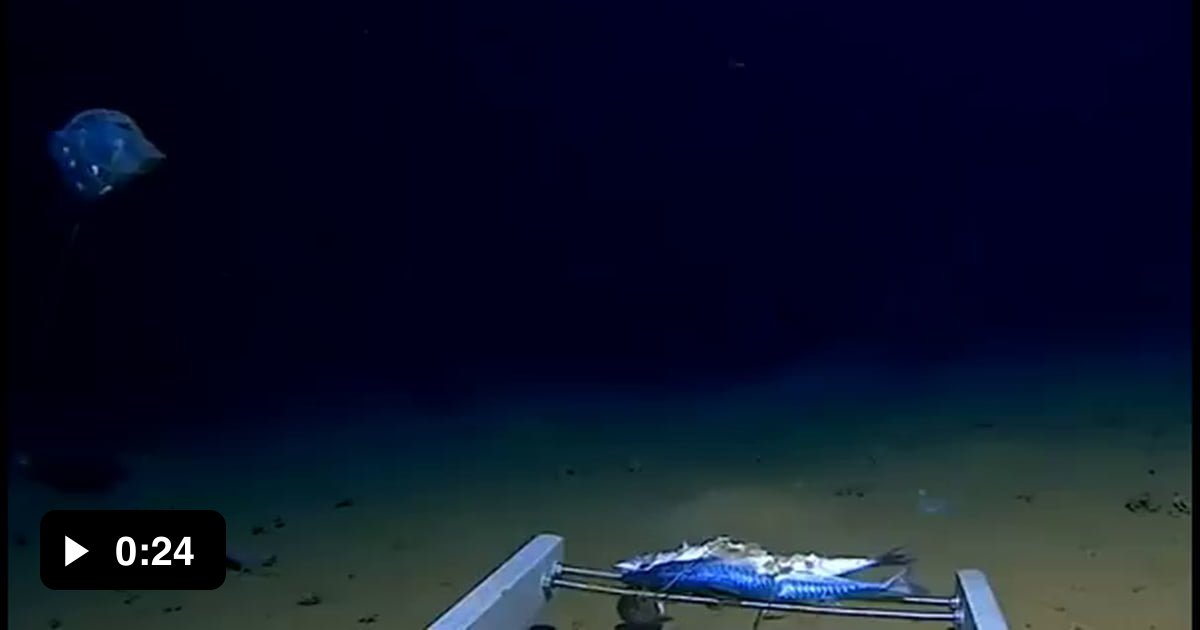 Never-before-seen creature filmed at the bottom of the Java trench, 4.5 ...