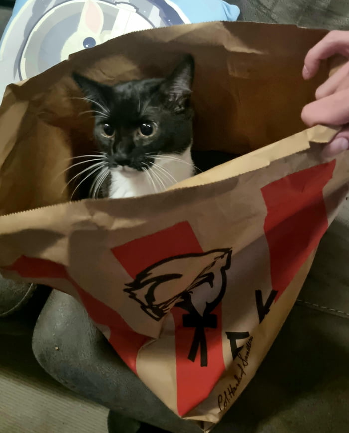 Oscar as the Kentucky Fried Kitten - 9GAG