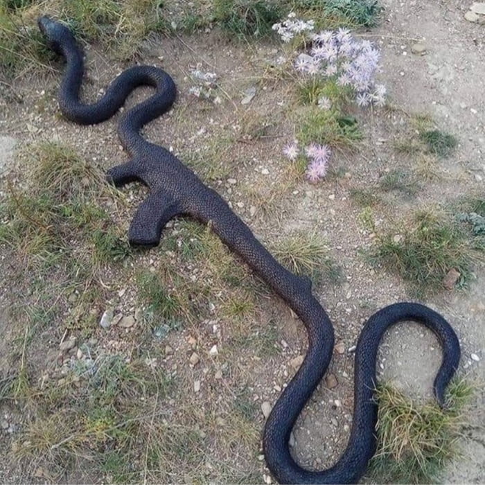 I didn't know that snakes eat everything. - 9GAG