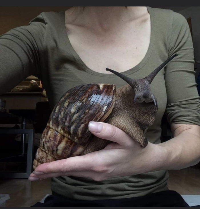 The giant African land snail, can be as large as an adult humans arm - 9GAG