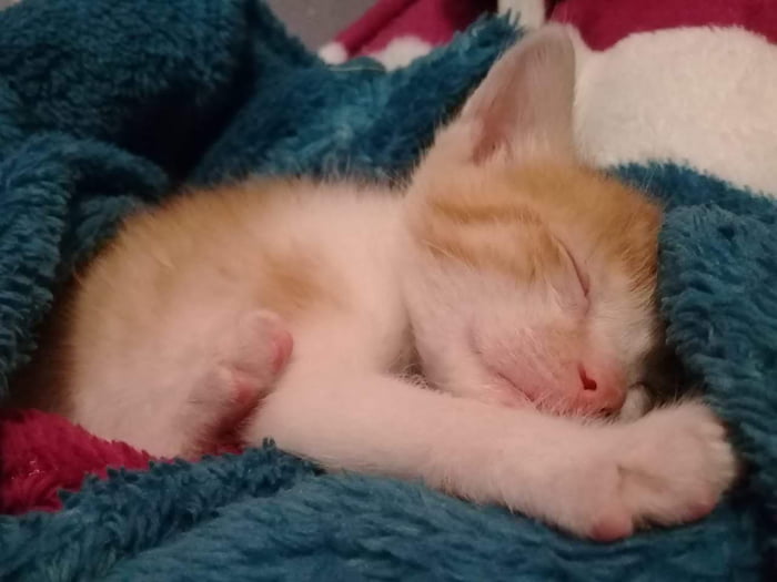 Ginger 9gag
