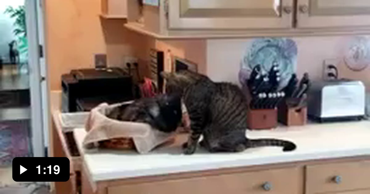 Sour patch kitty. First she’s sweet, then she’s sour. - 9GAG