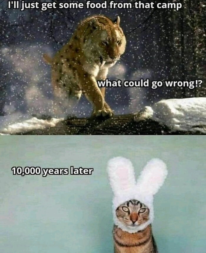 Cat evolution - 9GAG