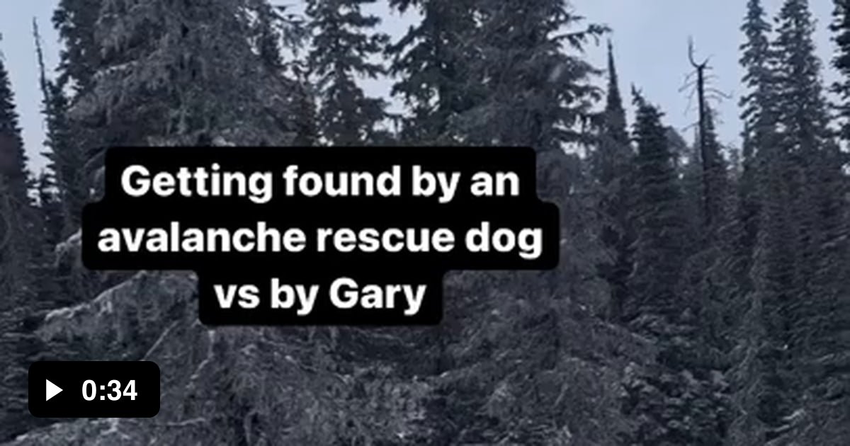 Avalanche rescue dogs vs Avalanche rescue cats - 9GAG