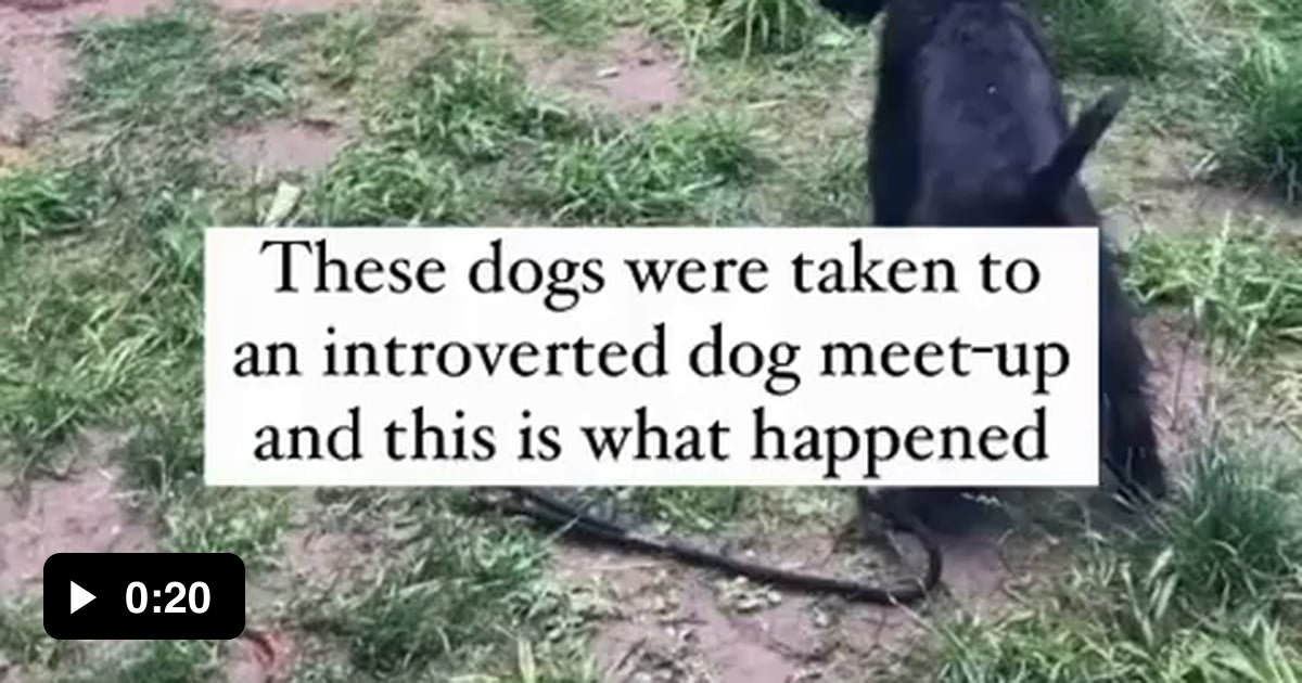 These dogs were taken to an introverted dog meetup and this is what ...