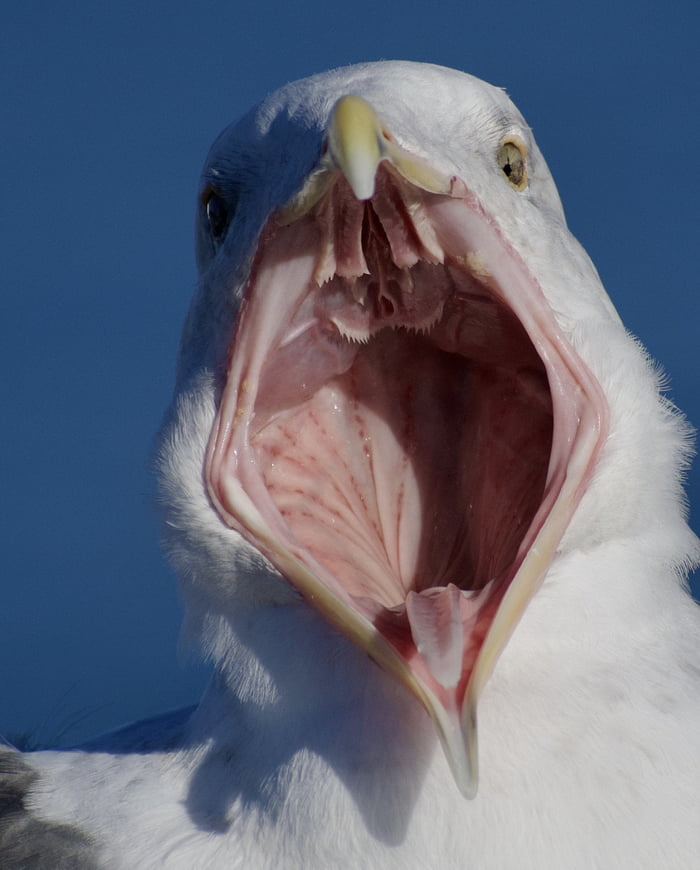 The inside of a gull’s mouth - 9GAG