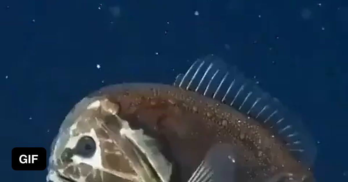 The ogre fish has only been spotted a few times in decades of ocean ...