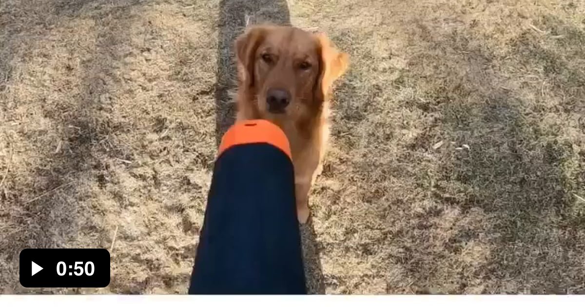 MAN GIVES CAMERA TO HIS DOG AND CREATES THE GREATEST DOG POV VIDEO IN ...