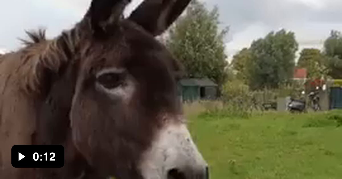 Funny Donkey - 9GAG