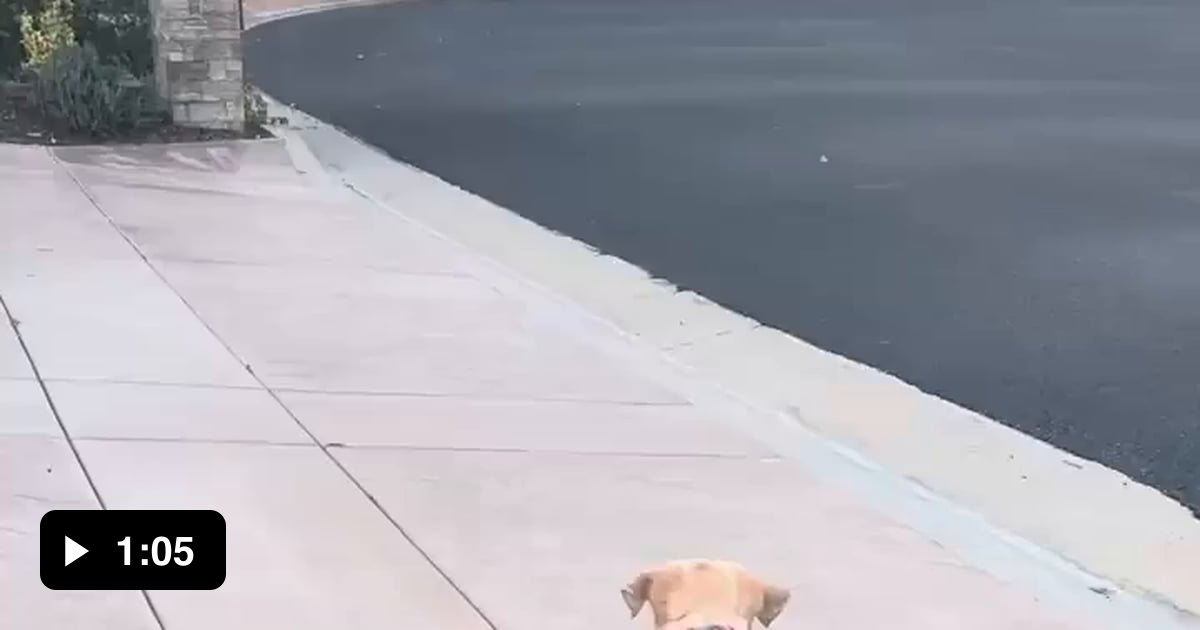 Lab Waits Every Day To See Her Favorite Mailwoman 9gag