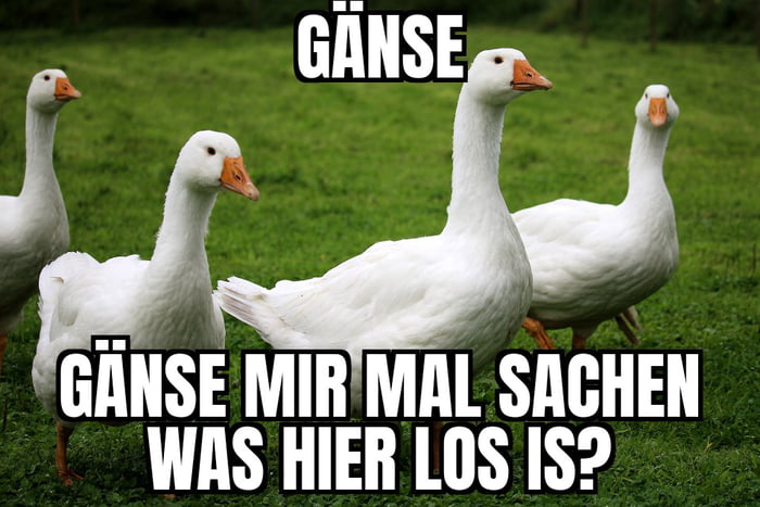 Gänse das Bild mal leigen? - 9GAG