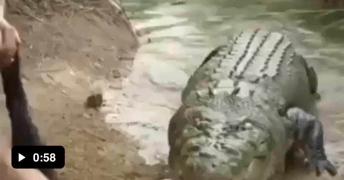 17ft Saltwater crocodile missing its right eye and foreleg. Crocodiles ...