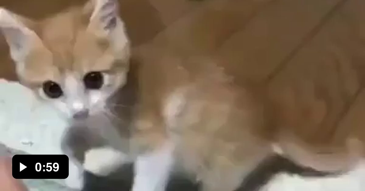 Don't mess with small kitten - 9GAG