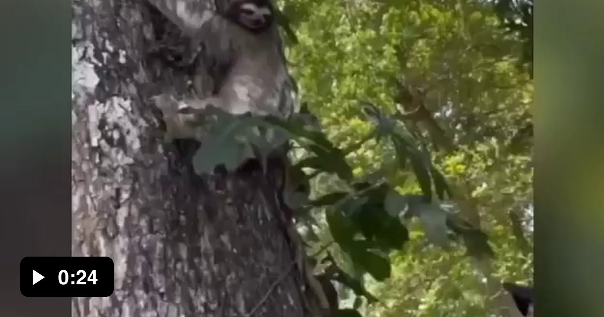 Sloth helping junior sloth... - 9GAG