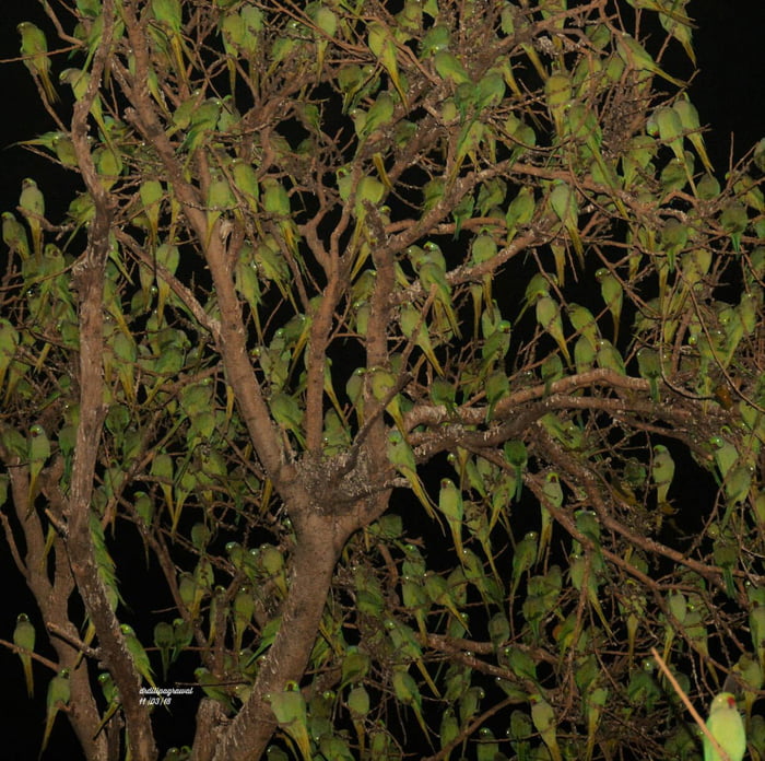 Just a regular tree - 9GAG