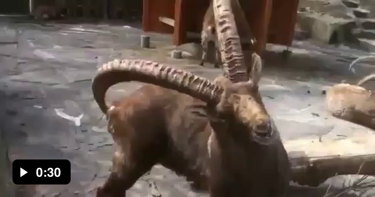 Butt Scratching Goat - 9GAG