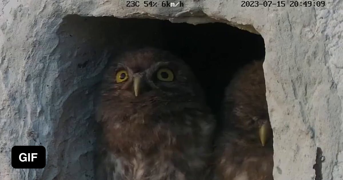 Silly cute owl - 9GAG