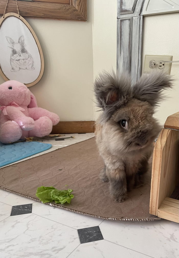 Pocket being coy - 9GAG