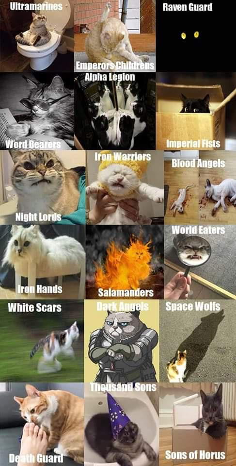 Space Marine Cats - 9GAG