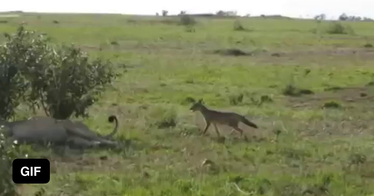 Just jackal things. - 9GAG