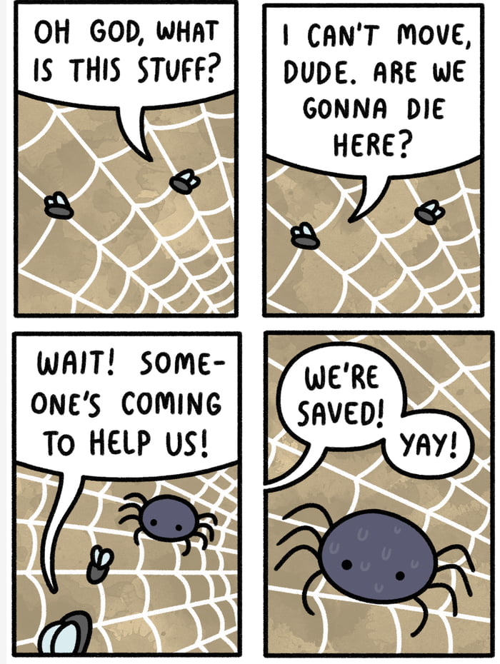 Spider - 9GAG