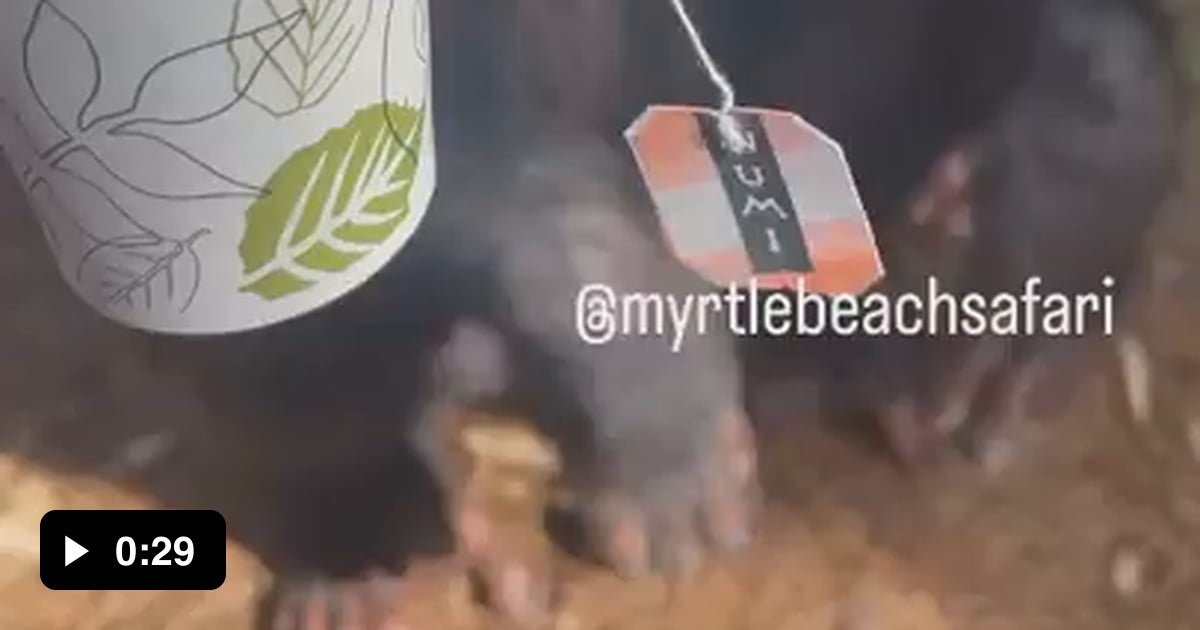 Chimpanzee drinking tea - 9GAG