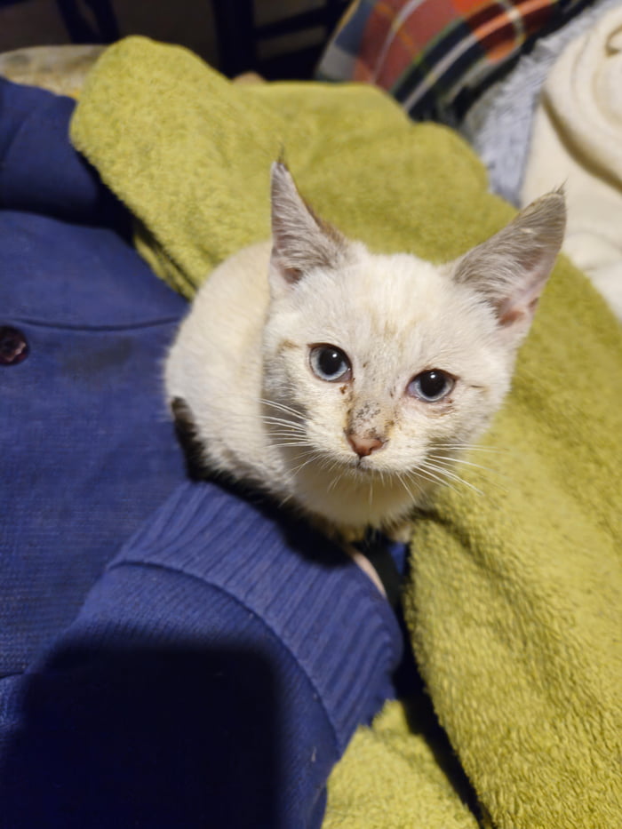 Please meet Mila, she is a very smol baby girl (3 months old) - 9GAG