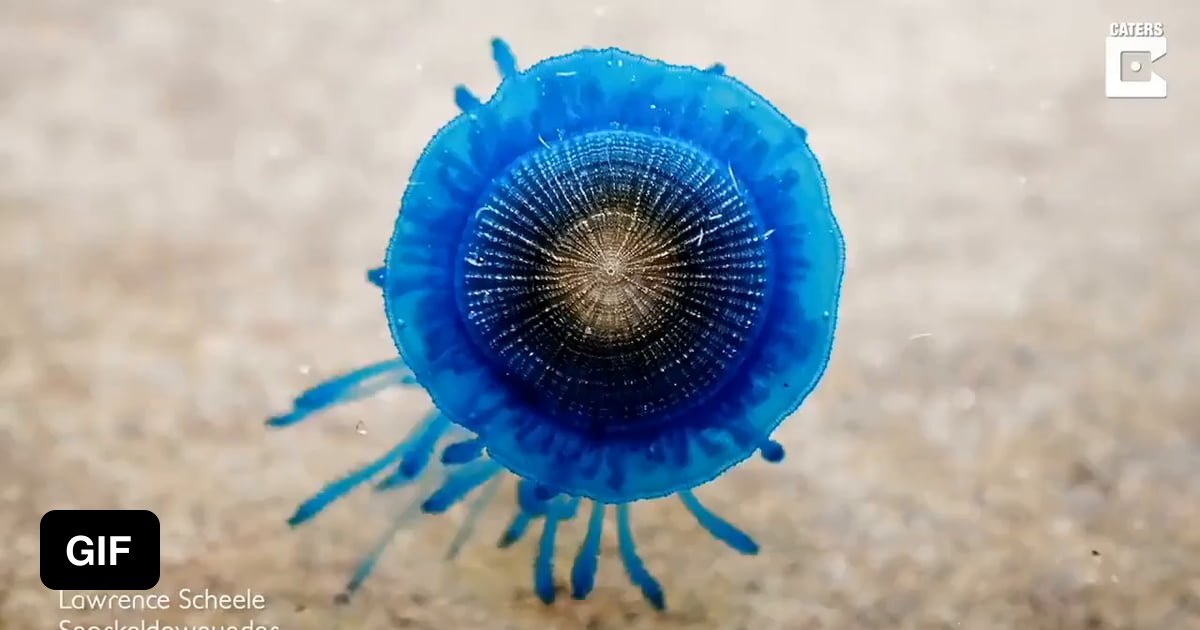 Blue button jellyfish - 9GAG