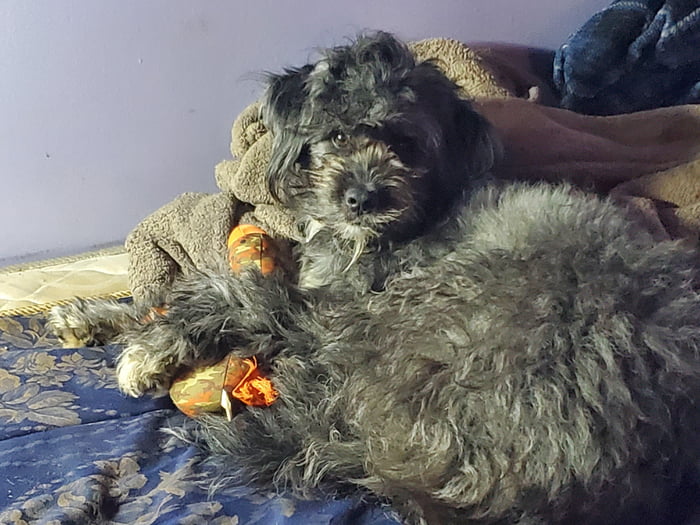 Peep loves her duck more than she loves me - 9GAG